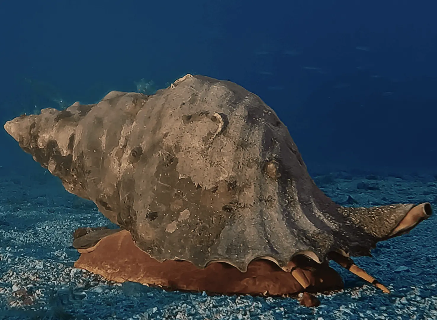 Reproduction des tritons, janvier 2023